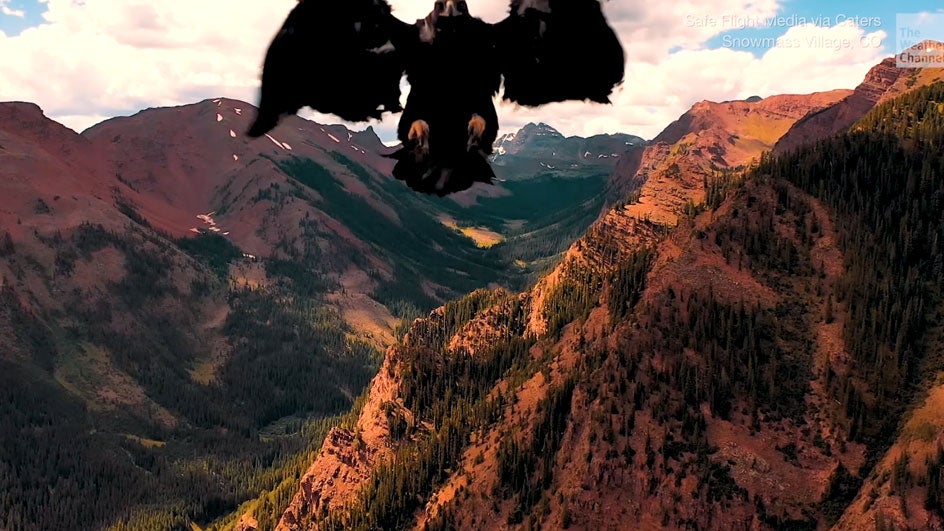 Watch Bird Attack Drone - Videos from The Weather Channel