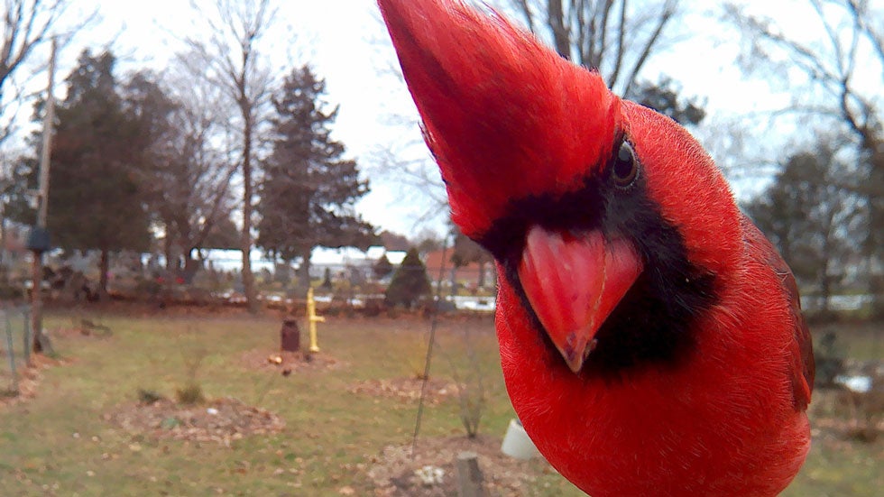 Photographer Captures Amazing Up-Close Photos of Michigan's Birds | The ...