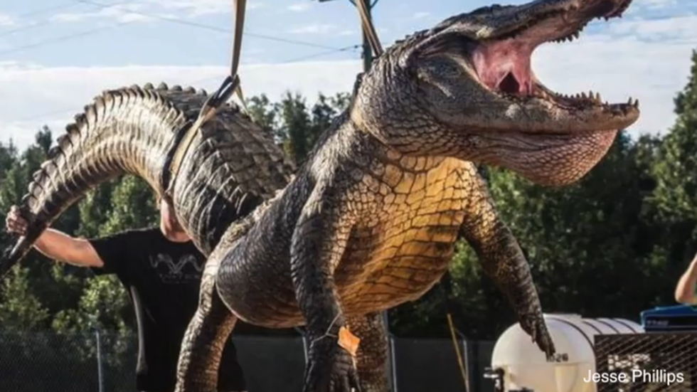 792-Pound Alligator Breaks Mississippi State Record | The Weather Channel