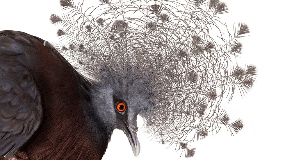 Stunning Bird Portraits from Around the World | The Weather Channel