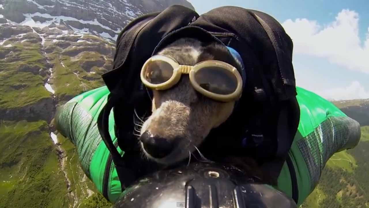 This Rock-Climbing, BASE-Jumping Dog Will Amaze You (PHOTOS) | The ...