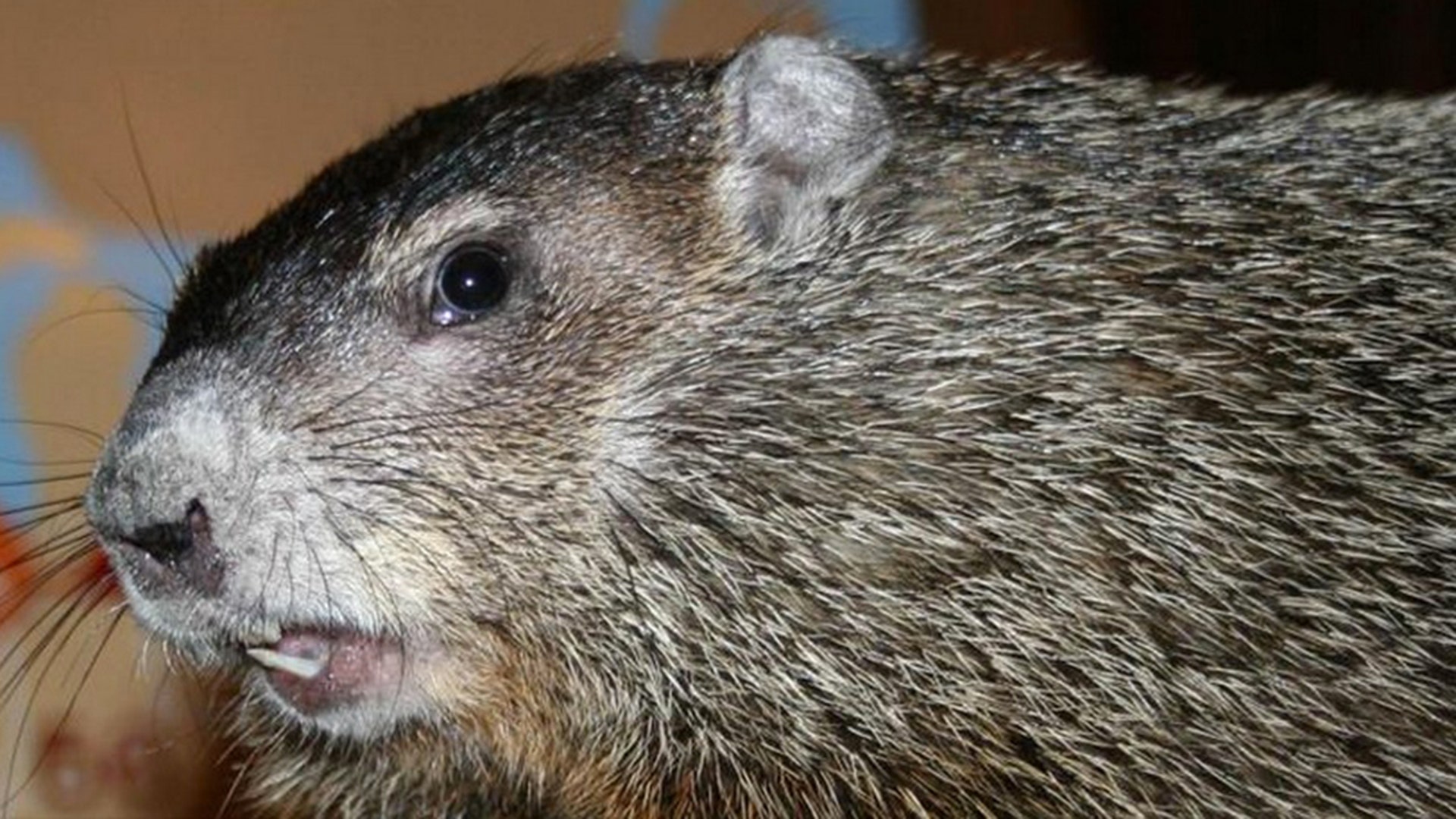 Groundhog Day 2015: Top 11 Groundhogs to Watch (PHOTOS) | The Weather ...