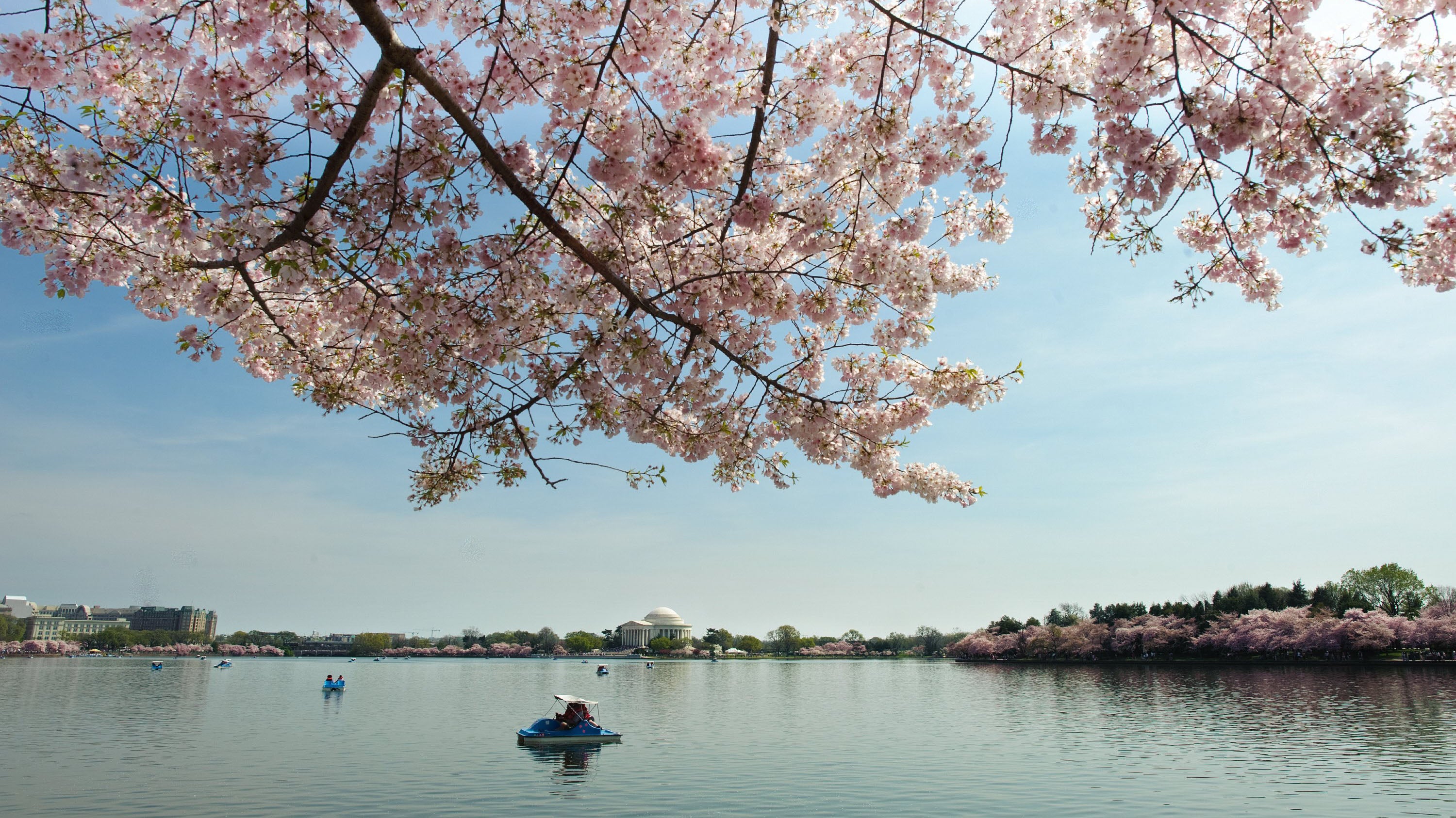 Snow Not Likely to Harm D.C. Cherry Blossoms | The Weather Channel
