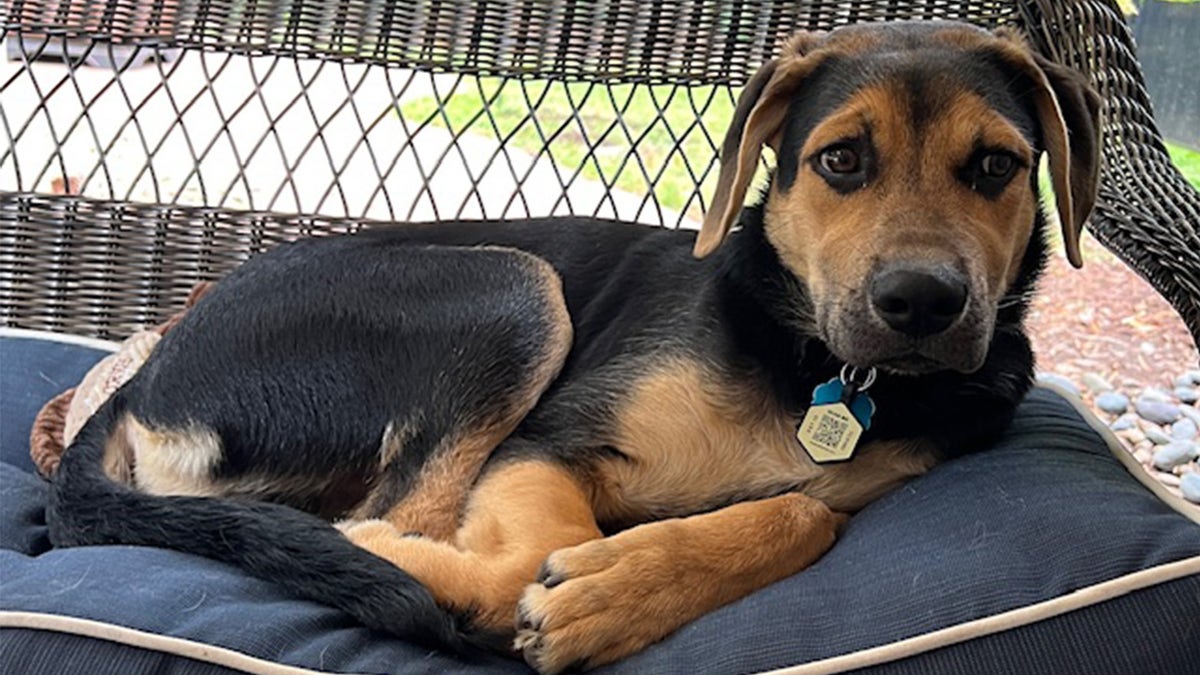 Weather Buddies: 'Chester' | Weather.com