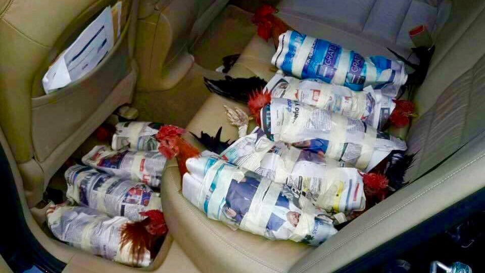 Good Samaritan Rescues Key West Chickens from Hurricane Irma | Weather ...