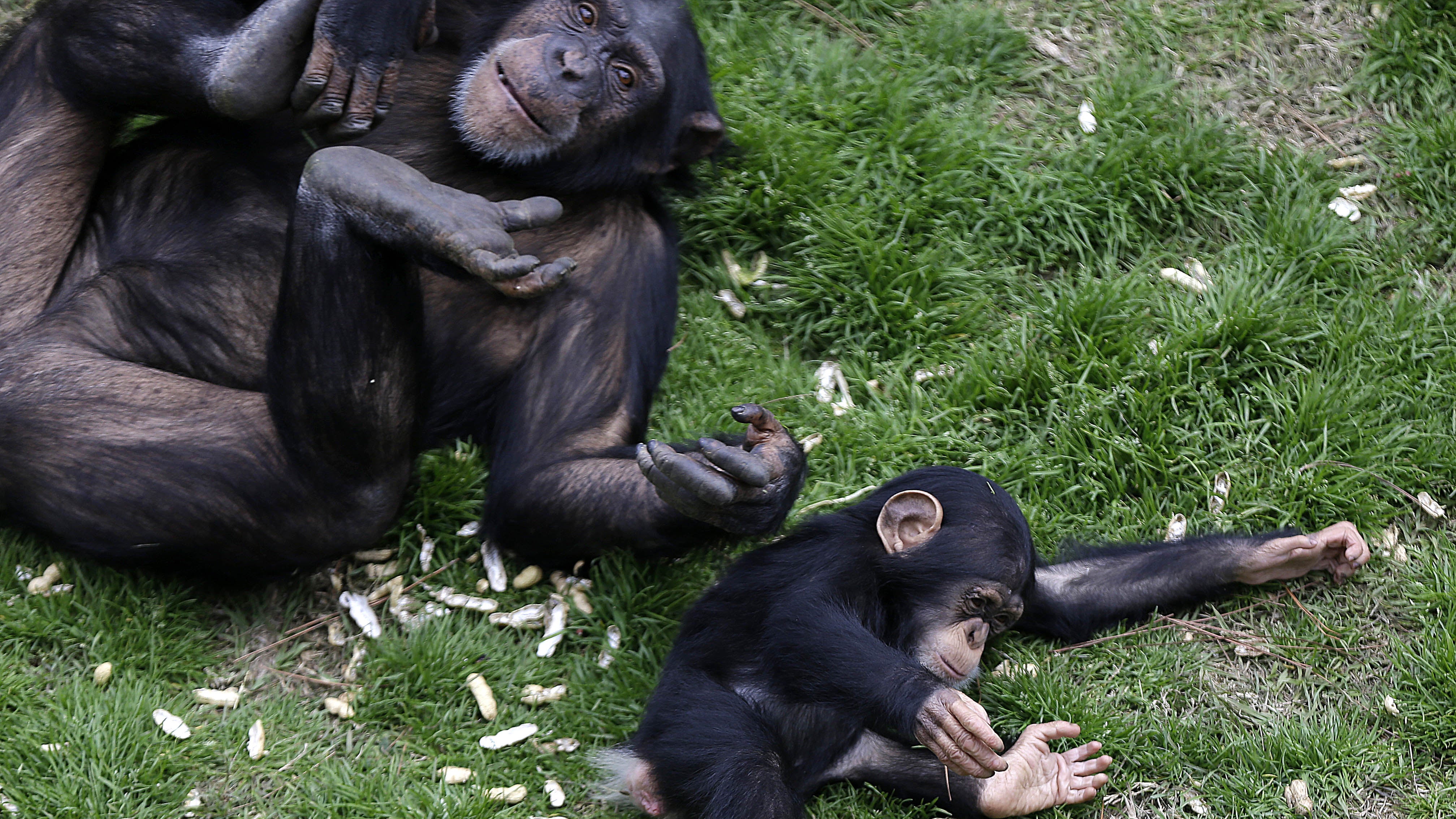 New Digs: Federal Research Chimps Savor Retirement | Weather.com