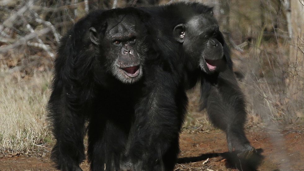 Study: More Than Half of World's Primates Close to Extinction | The ...
