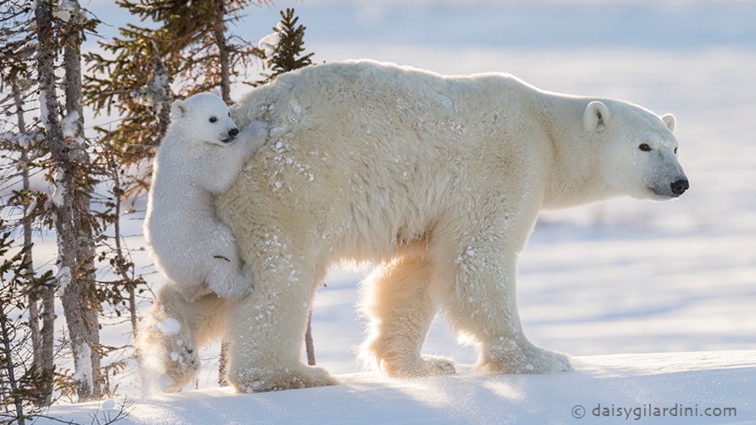 Photographer Endures Extreme Arctic Weather for Perfectly Playful Polar ...