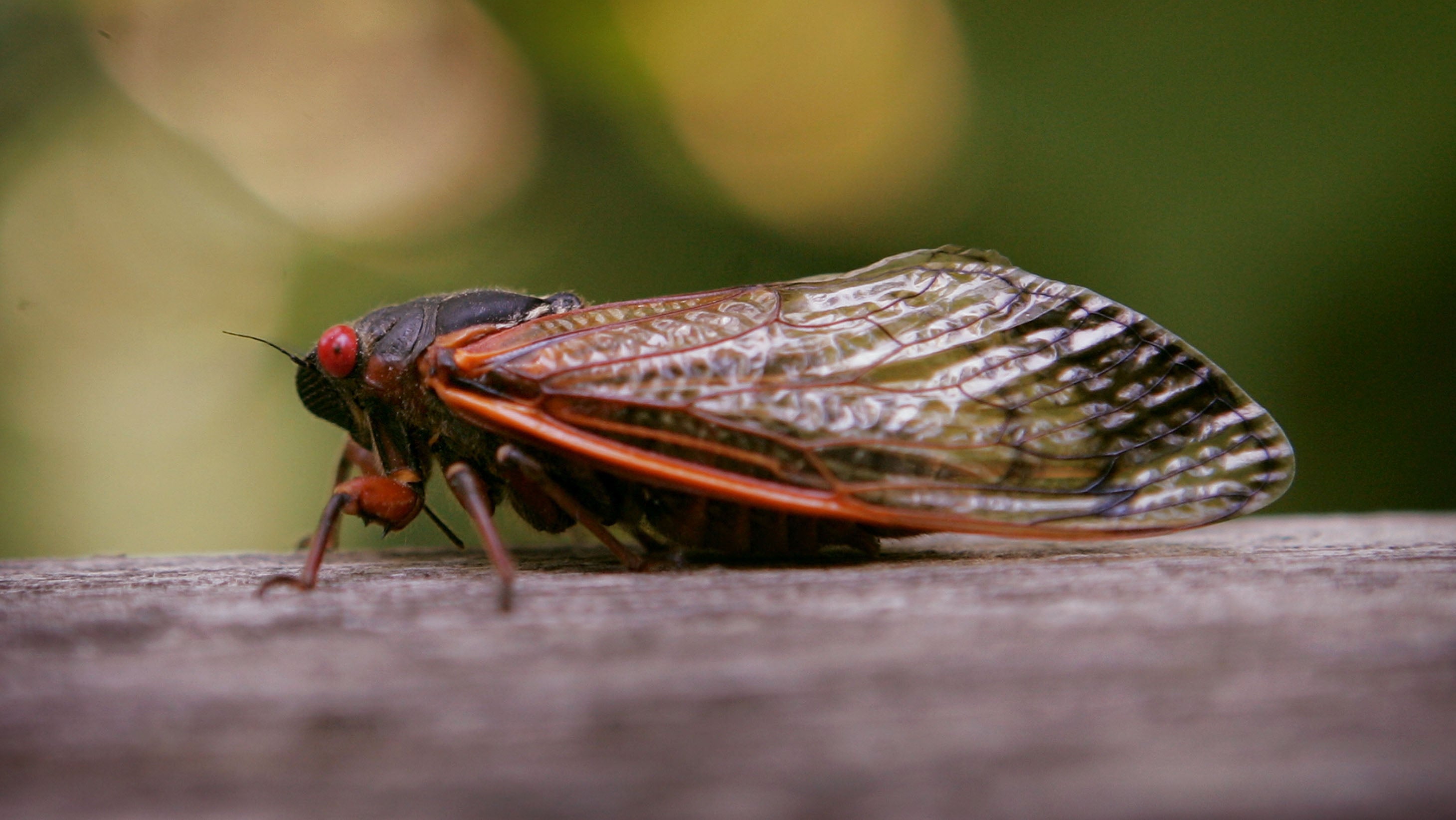 cicada-4313-1.jpg