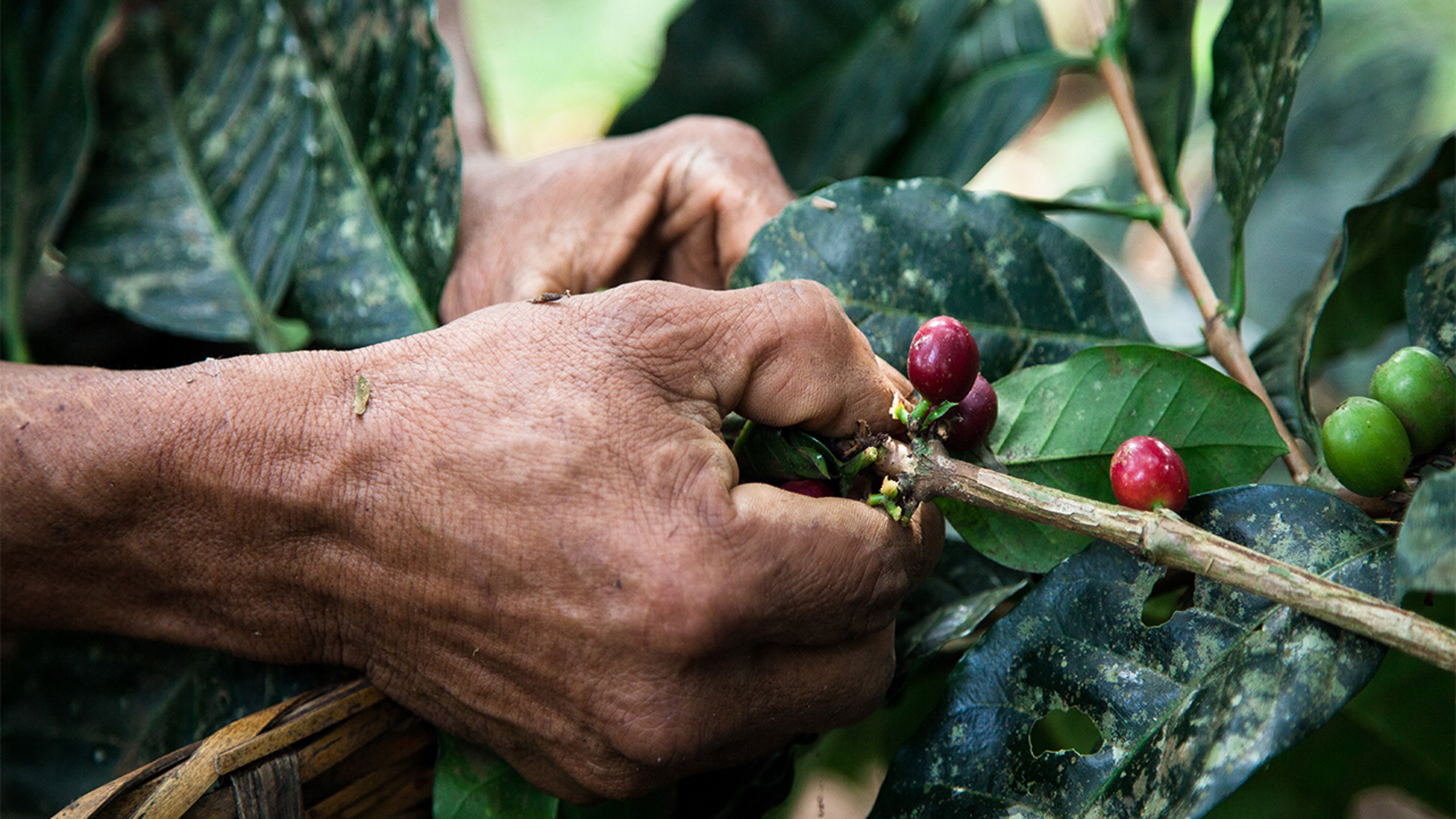 Climate Change, Deforestation, Disease Threaten More Than Half of World ...