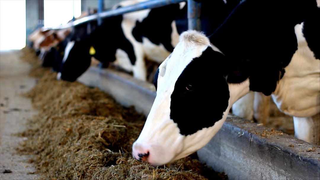 These 'Cool Cows' Could Help Save The Planet | Weather.com