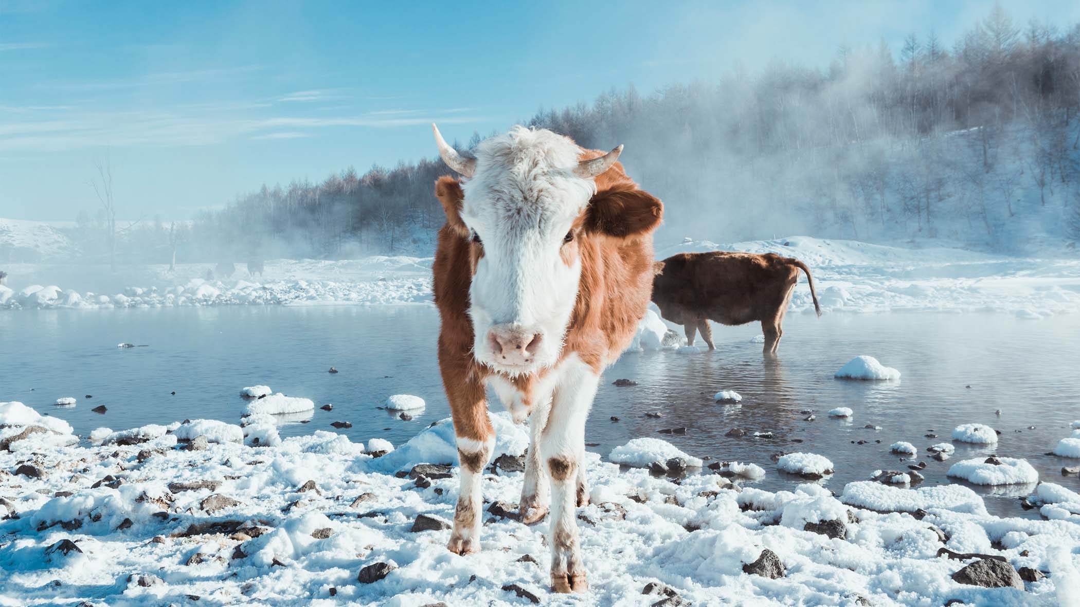 Weather Words: 'There Is No Cow On The Ice' | Weather.com