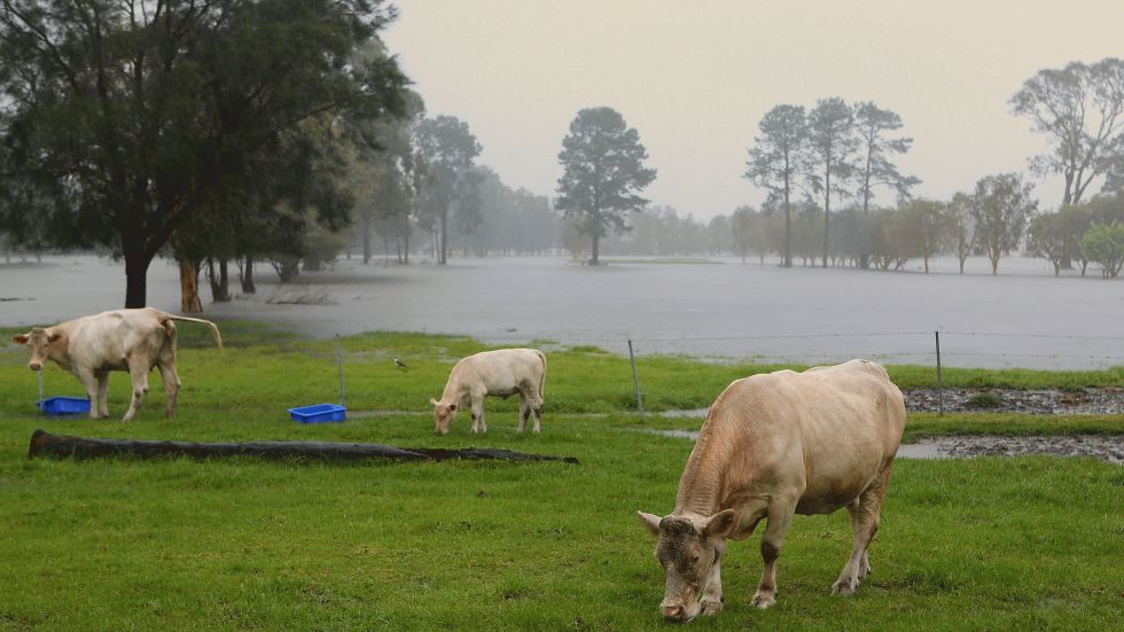 8 Animals Thought to Predict the Weather | The Weather Channel