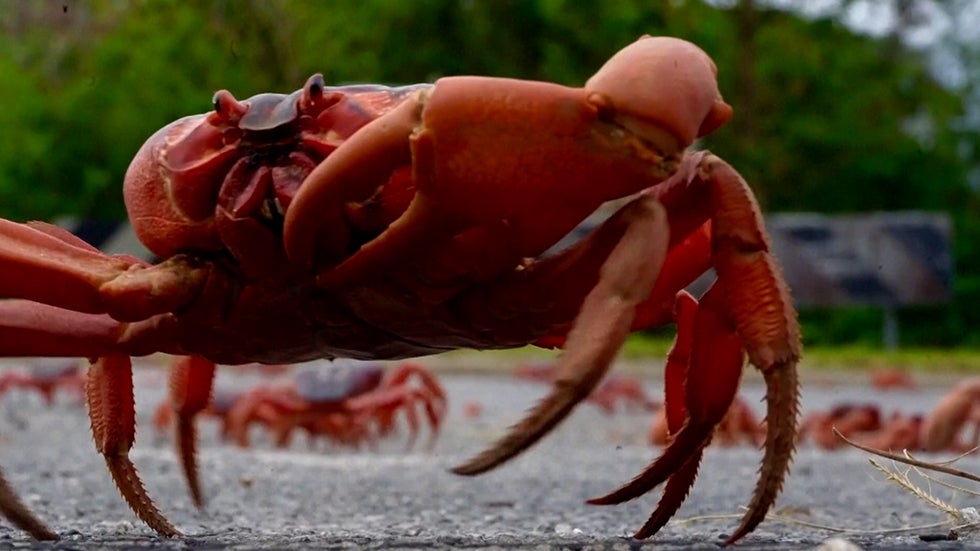 Christmas Island Summer Means Millions Of Red Crabs | Weather.com