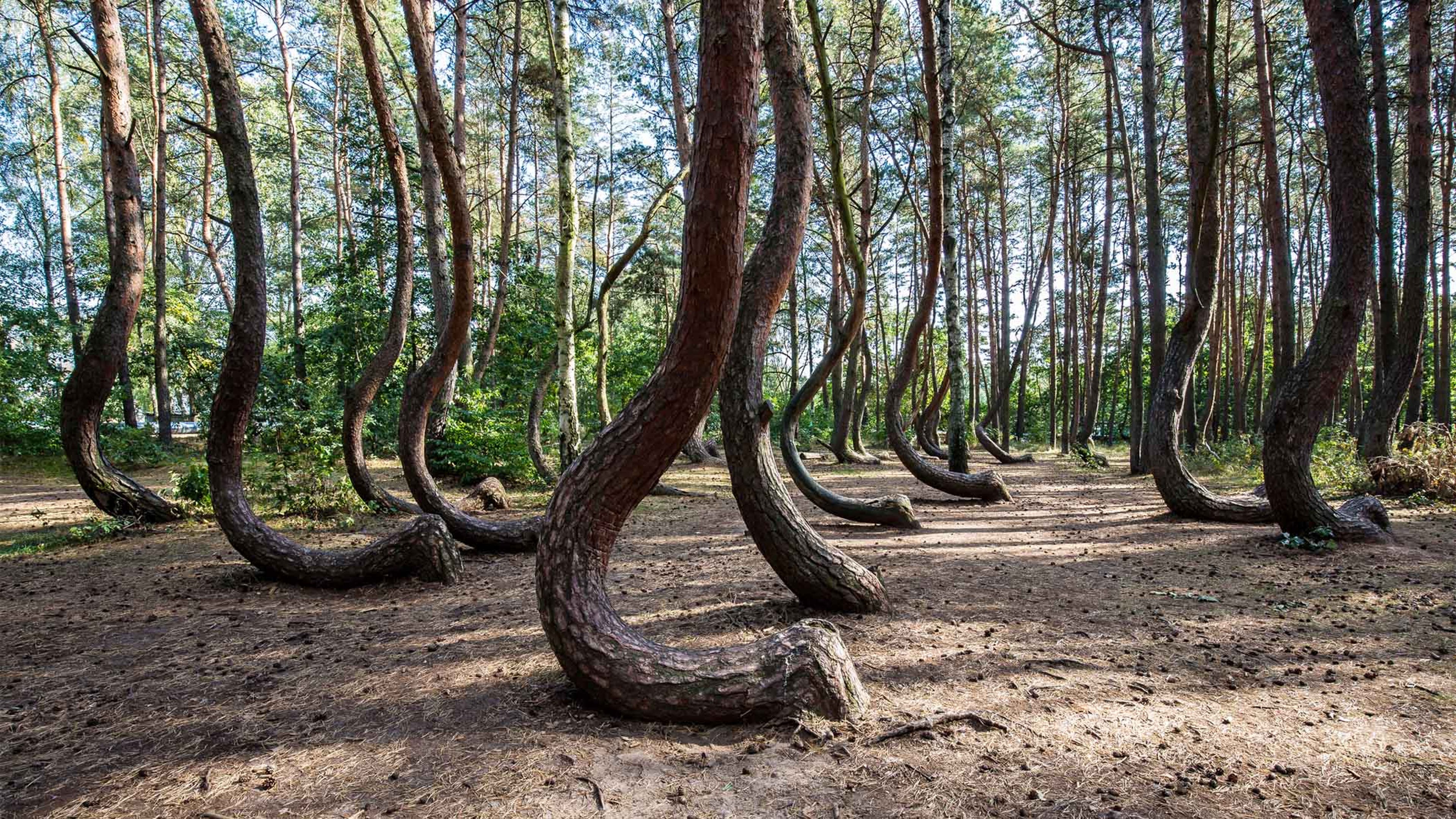 Where In The World Is ... The Crooked Forest? | Weather.com