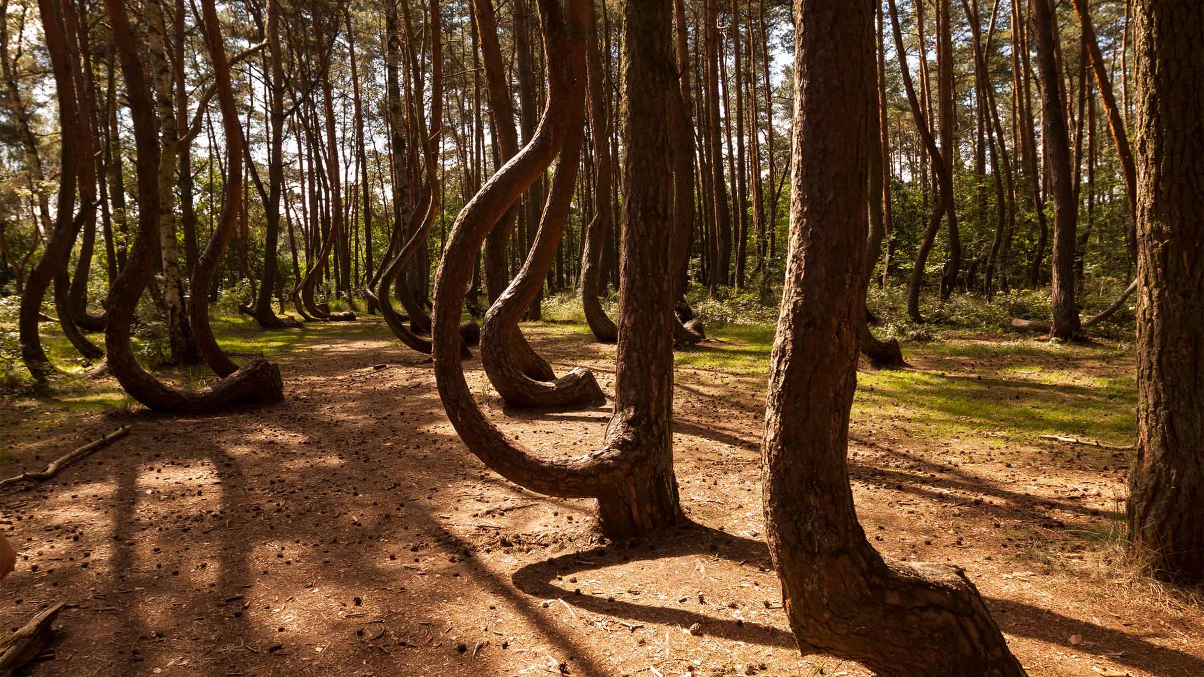 Where In The World Is ... The Crooked Forest? | Weather.com