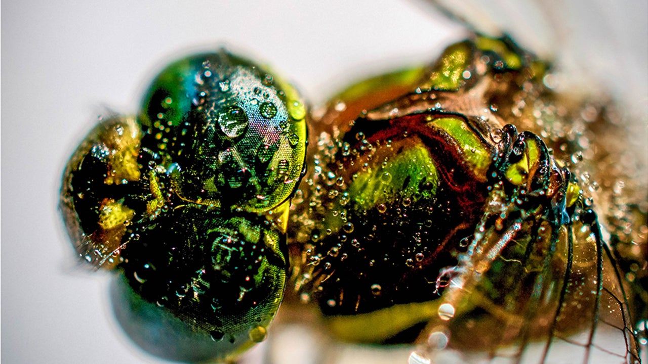 2016 It's Amazing Out There Photo Contest: Best of Bugs | The Weather ...