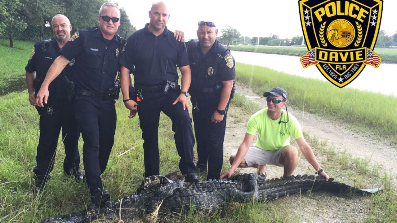 Cops Catch 11-Foot, 450-Pound Gator Near Two Schools | The Weather Channel