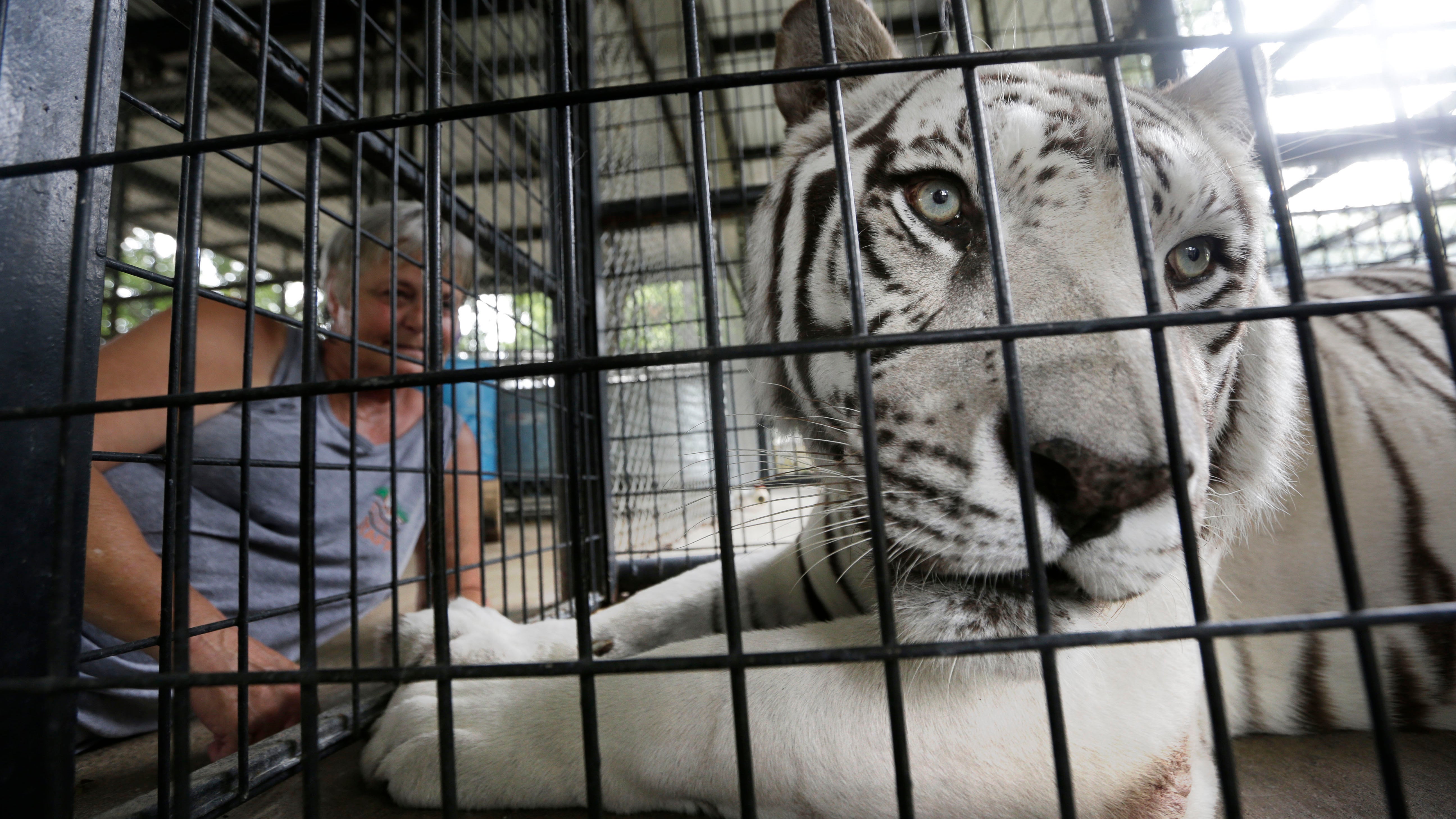 Deadly Virus Hits Tigers, Lions at Texas Refuge | Weather.com