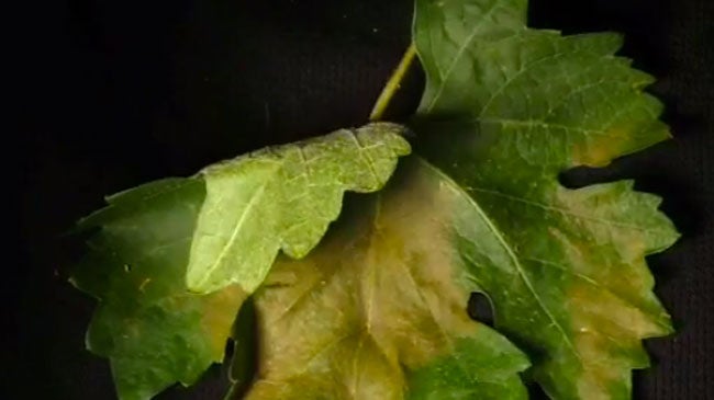 Vine Video of Dying Leaf Sums Up Fall Foliage in Six Seconds | The ...