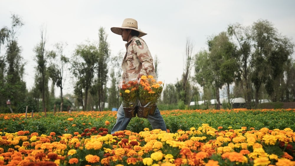 Can Mexico's Famous Flowers Survive Climate Change? | Weather.com