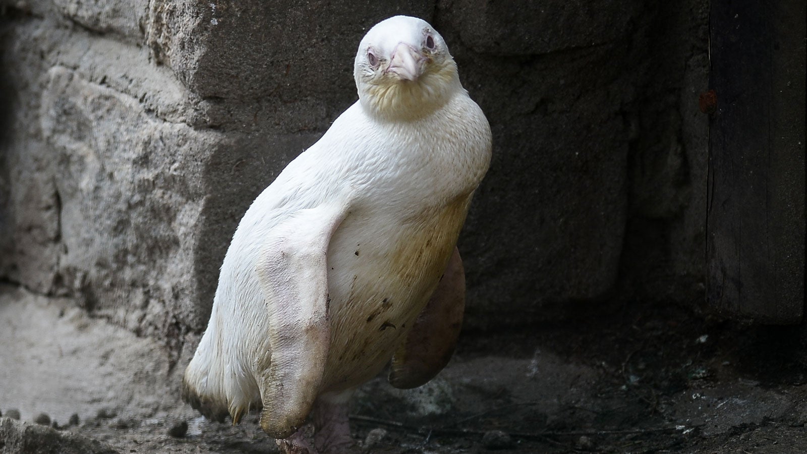 Neuer Star: Danziger Zoo stellt seltenen Albino-Pinguin vor ...