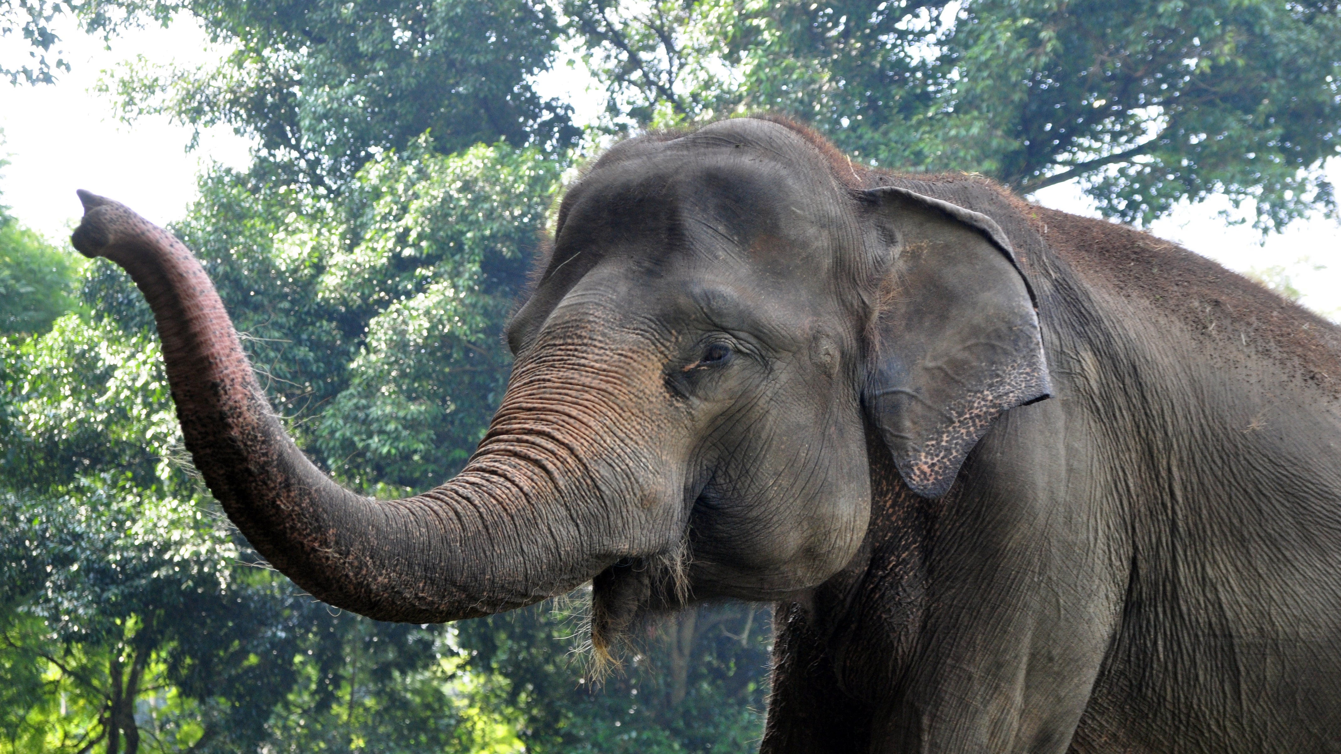 Seltener Sumatra-Elefant in Indonesien enthauptet | The Weather Channel