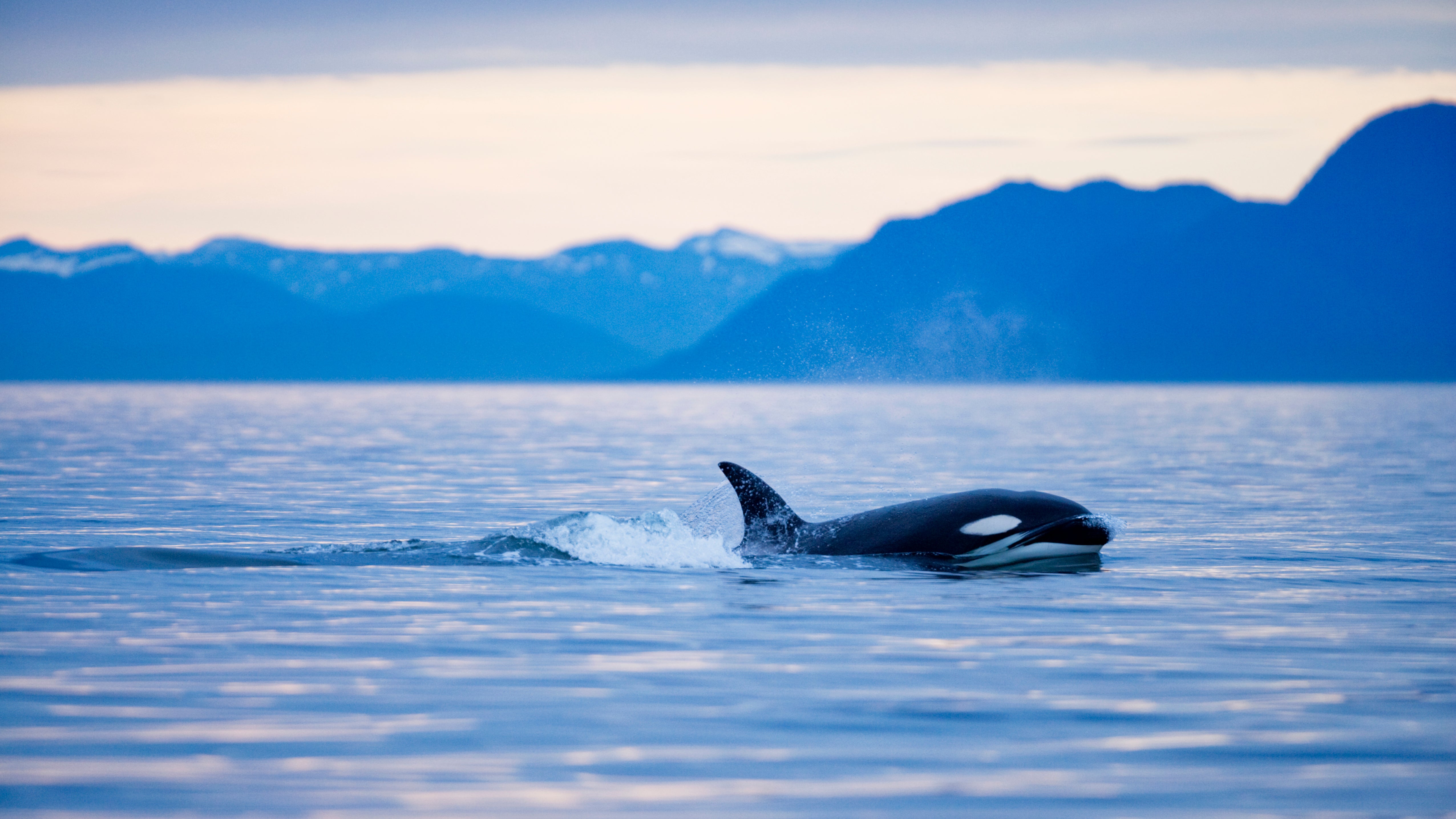 Orca vor nordfranzösischer Küste und in der Seine gesichtet | The ...