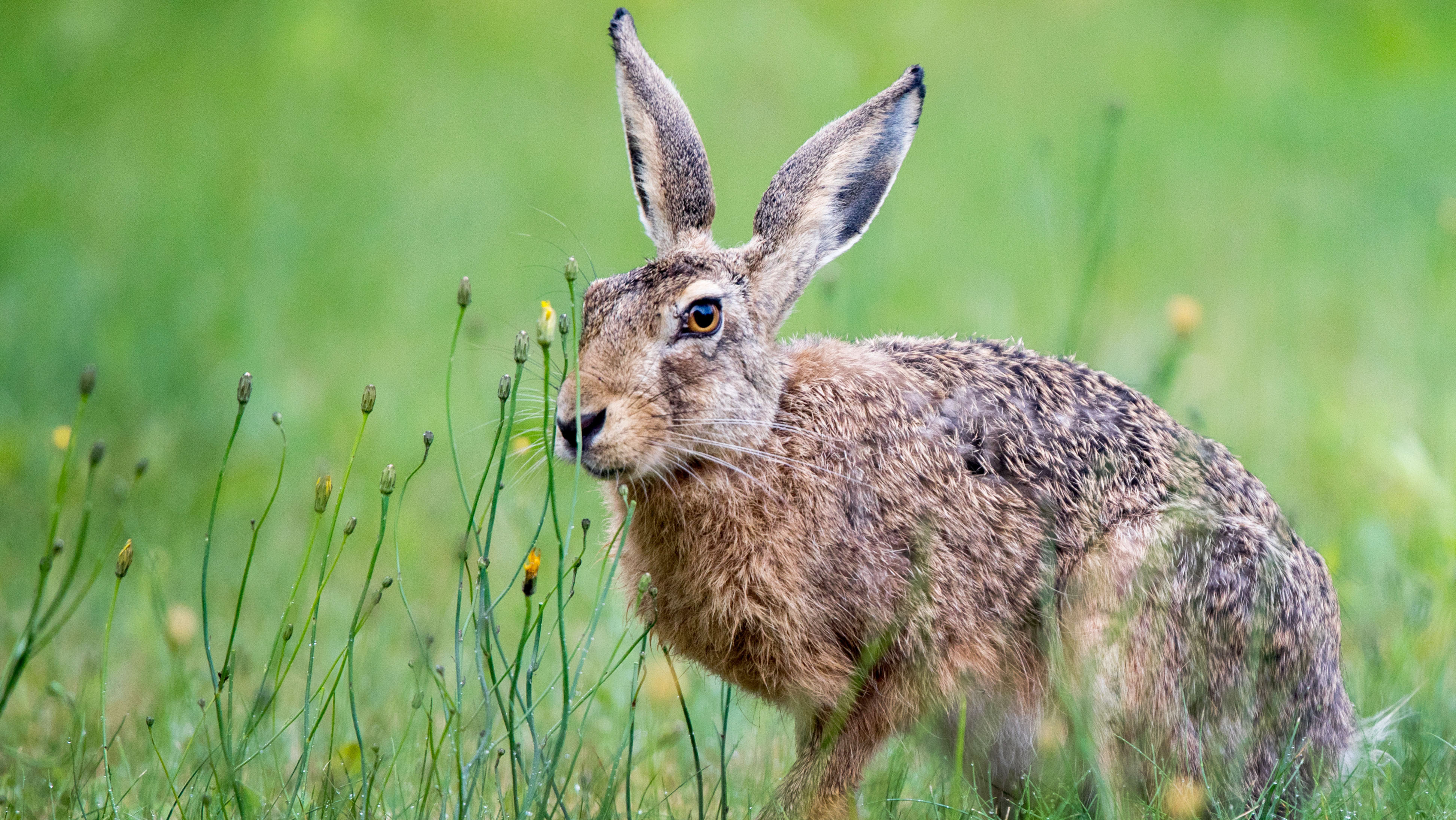 Hase an Ostern totgefahren - Vorwurf der Wilderei | The Weather Channel