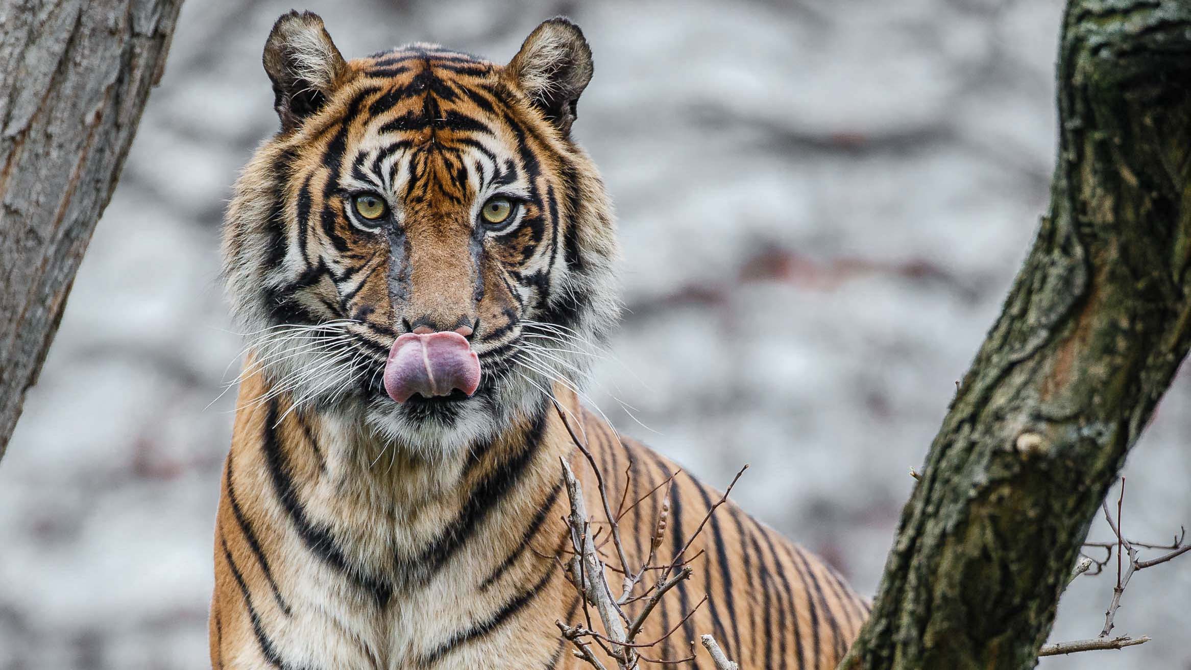 Im Stuttgarter Zoo: Zweitälteste Tigerin der Welt gestorben | The ...