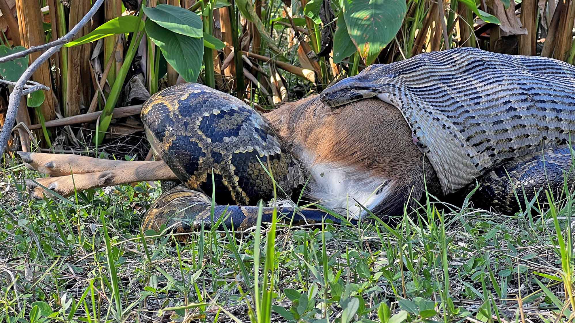 Tigerpythons können Hirsche am Stück schlucken | Weather.com