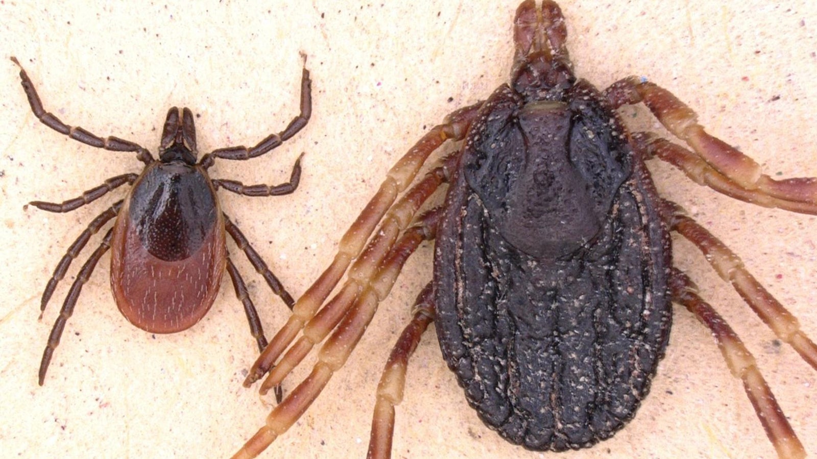 Gefährliche Zecke erstmals in Schleswig-Holstein nachgewiesen | The ...