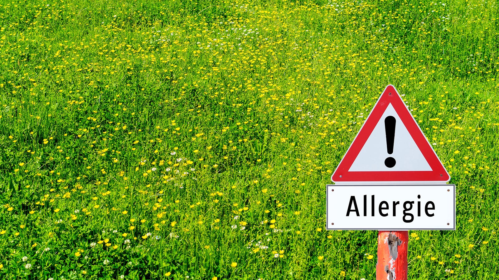 Welche Pollen Allergiker jetzt plagen | Weather.com