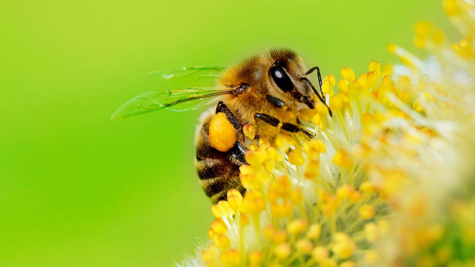 Kontroverser Plan Genmanipulierte Bienen K nnten Bald Naturbienen Ersetzen