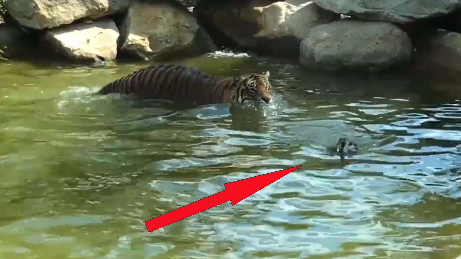 Tiger will Ente verspeisen - die kann sich mit einem schlauen Manöver ...