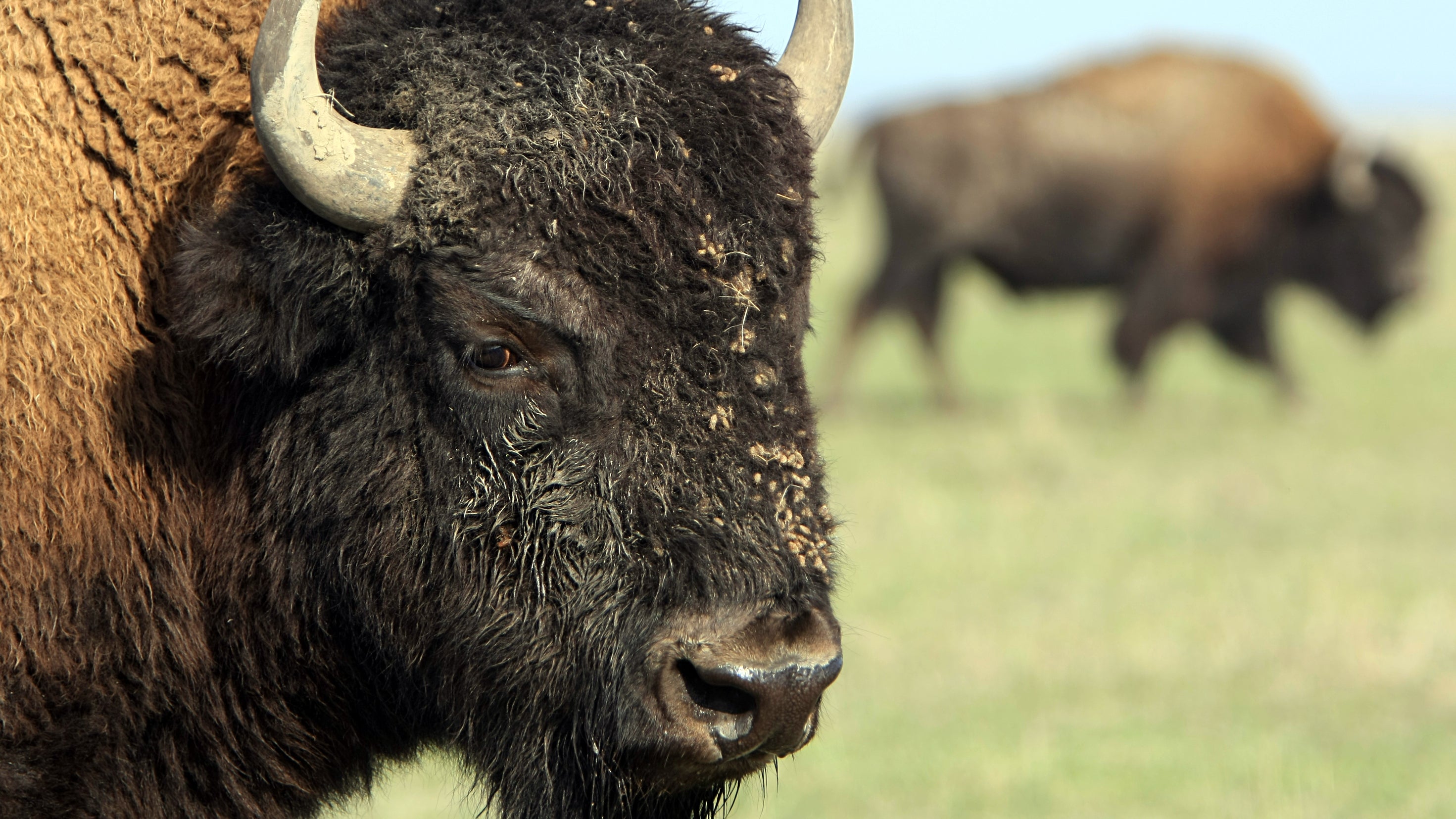 900-Kilo-Bulle bricht aus und geht in Oklahoma auf Menschenjagd