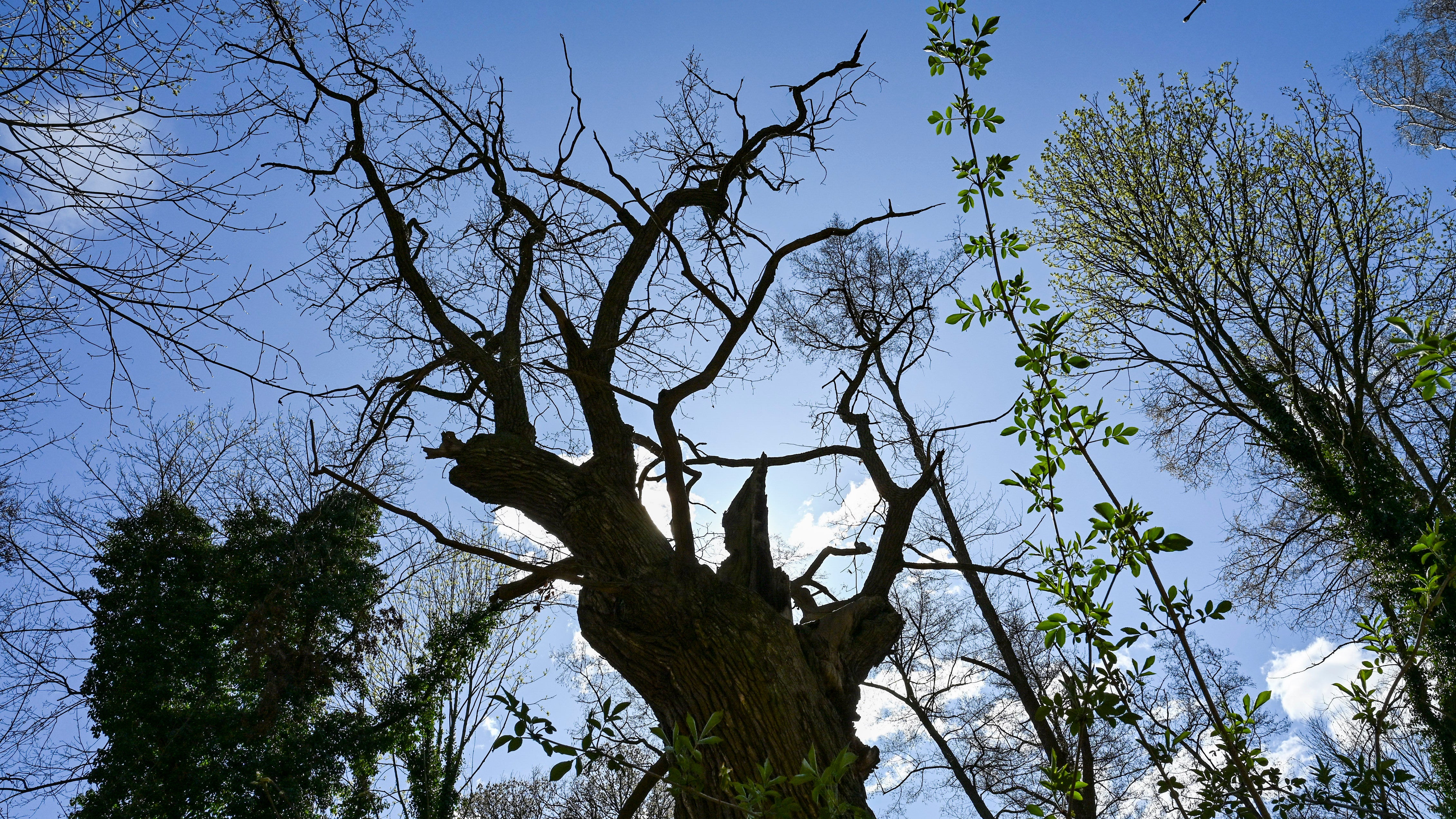Dicke Marie: Berlins ältester Baum | Weather.com