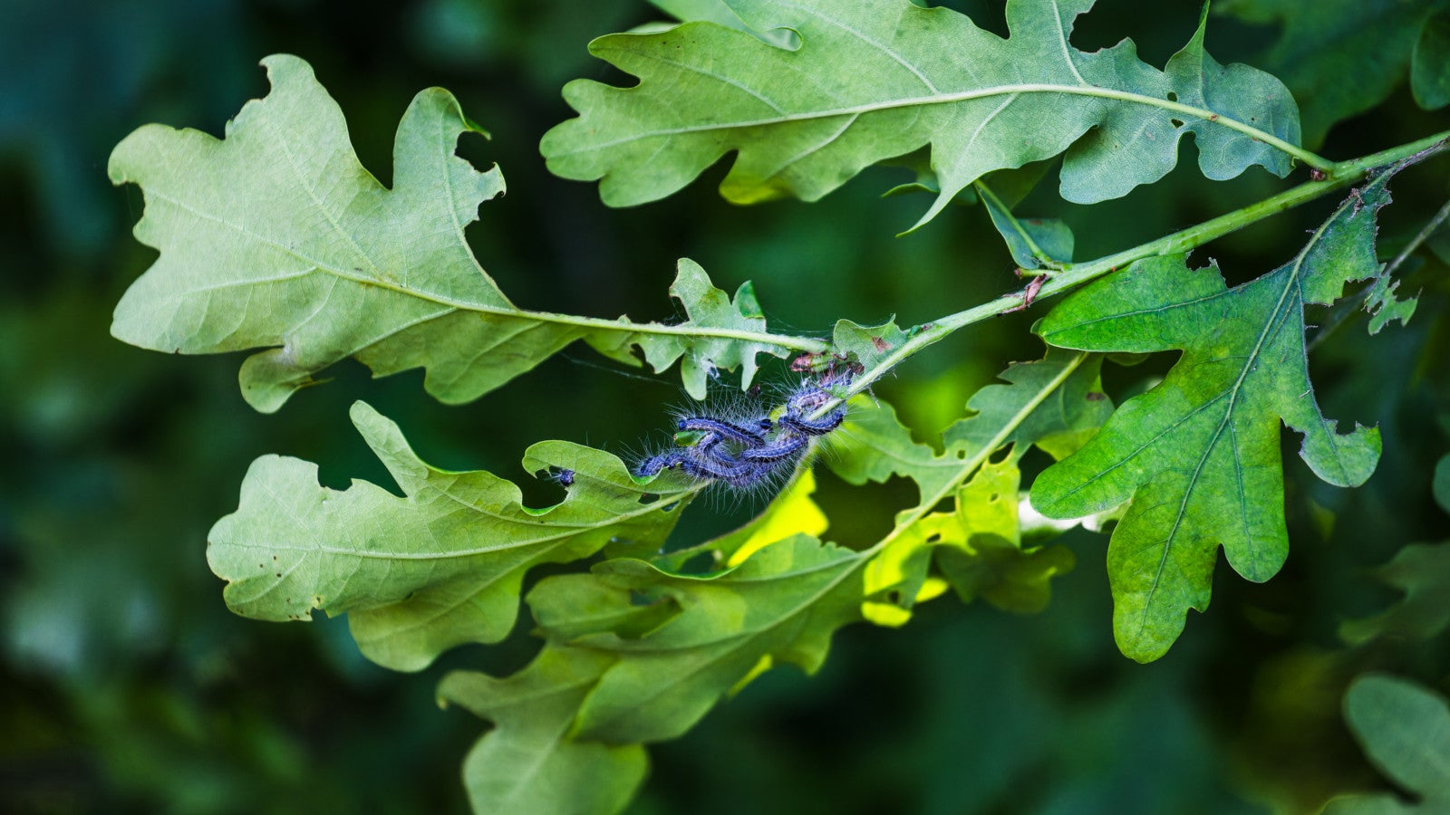 Eichenprozessionsspinner wird wieder bekämpft | Weather.com