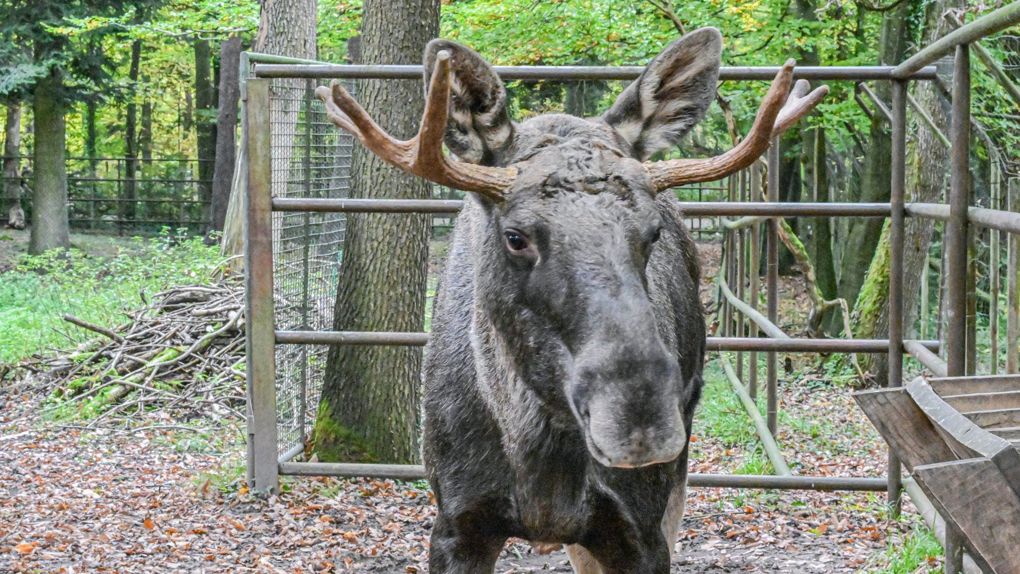 Elch Erwin im Schwarzwald: Ermittlung eingestellt | Weather.com