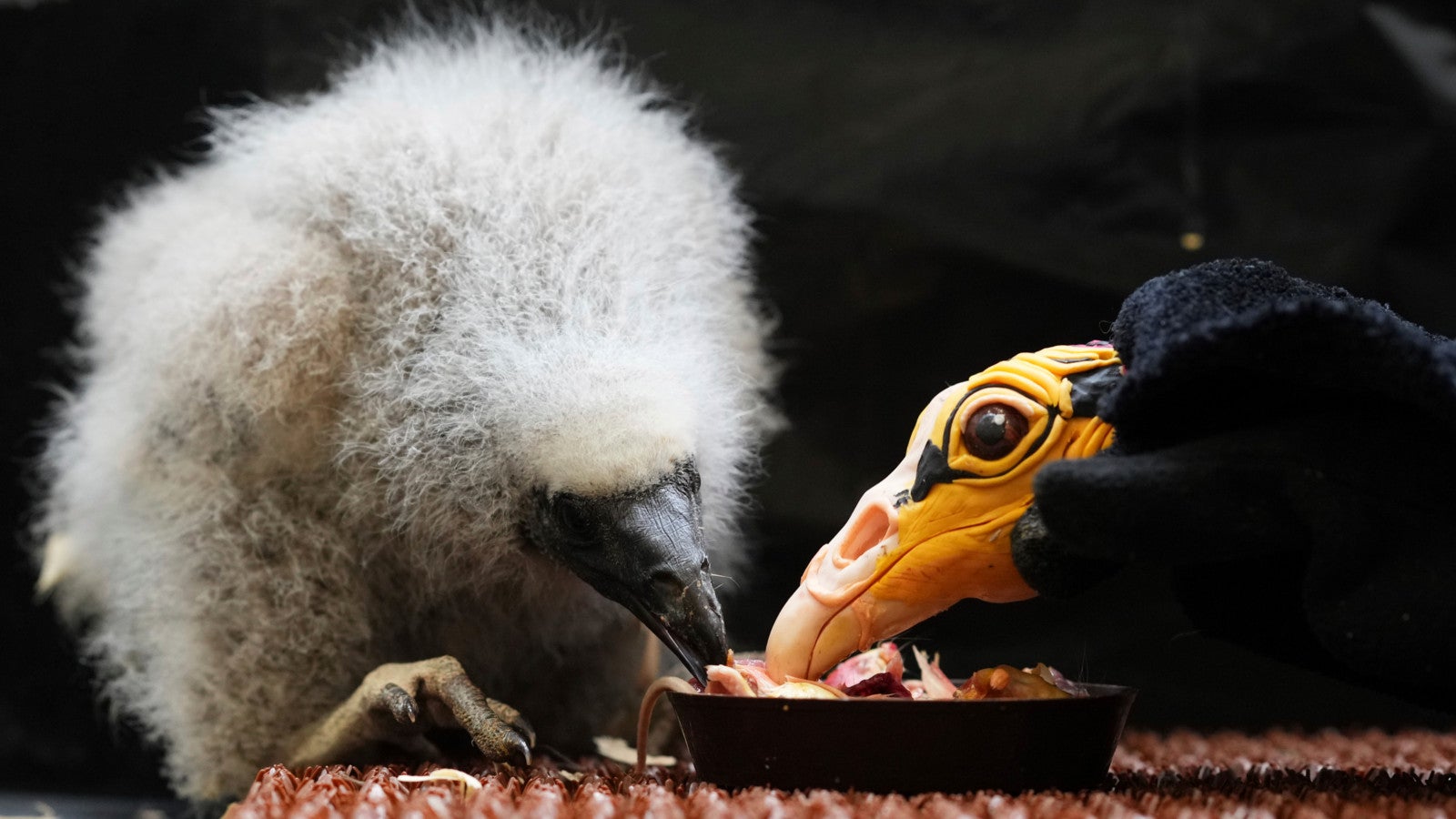 Eine Handpuppe für den Baby-Geier: Tierpfleger in Prag retten Vogel ...