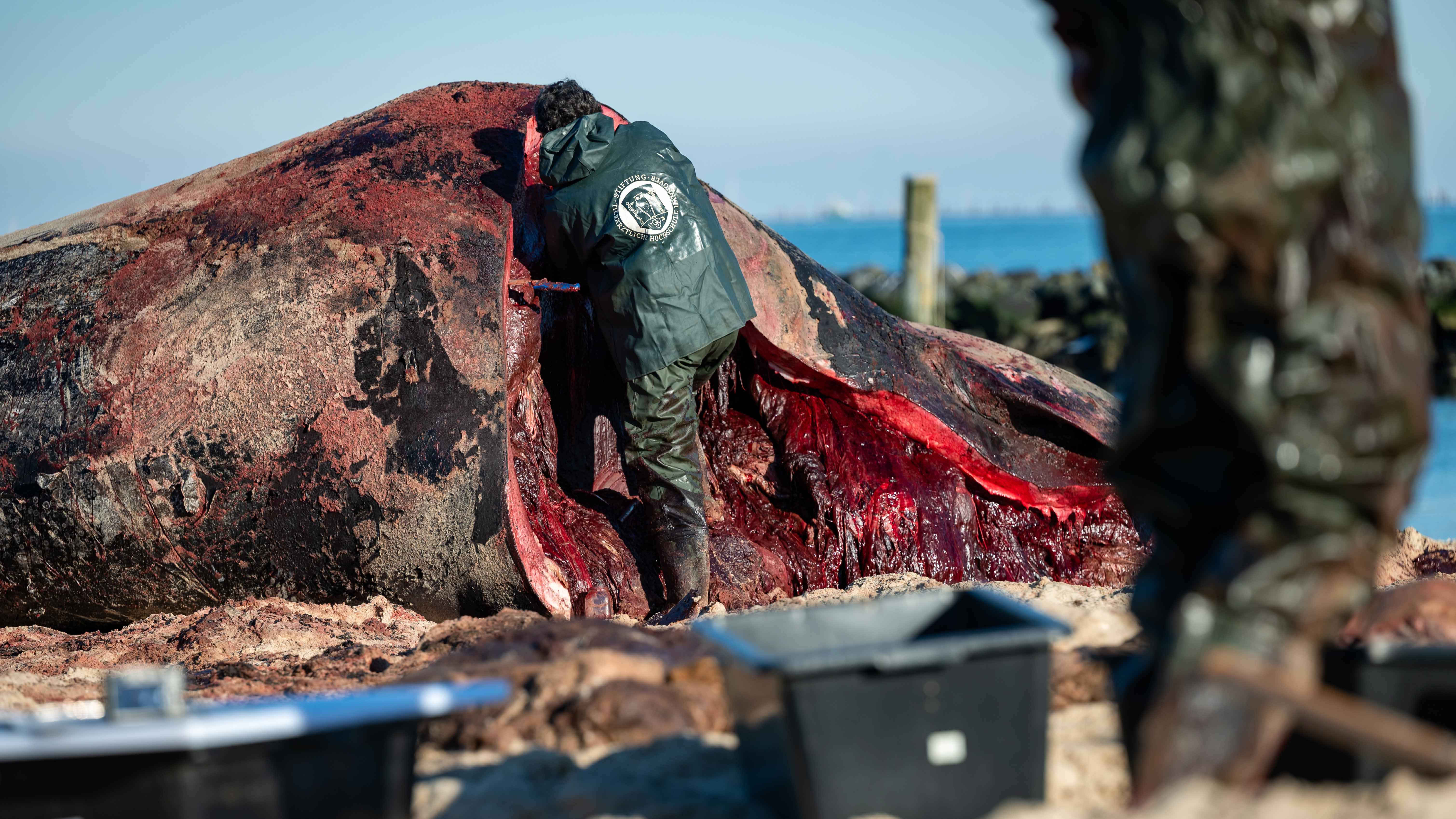 Pottwal von Sylt: Kadaver wird untersucht | Weather.com