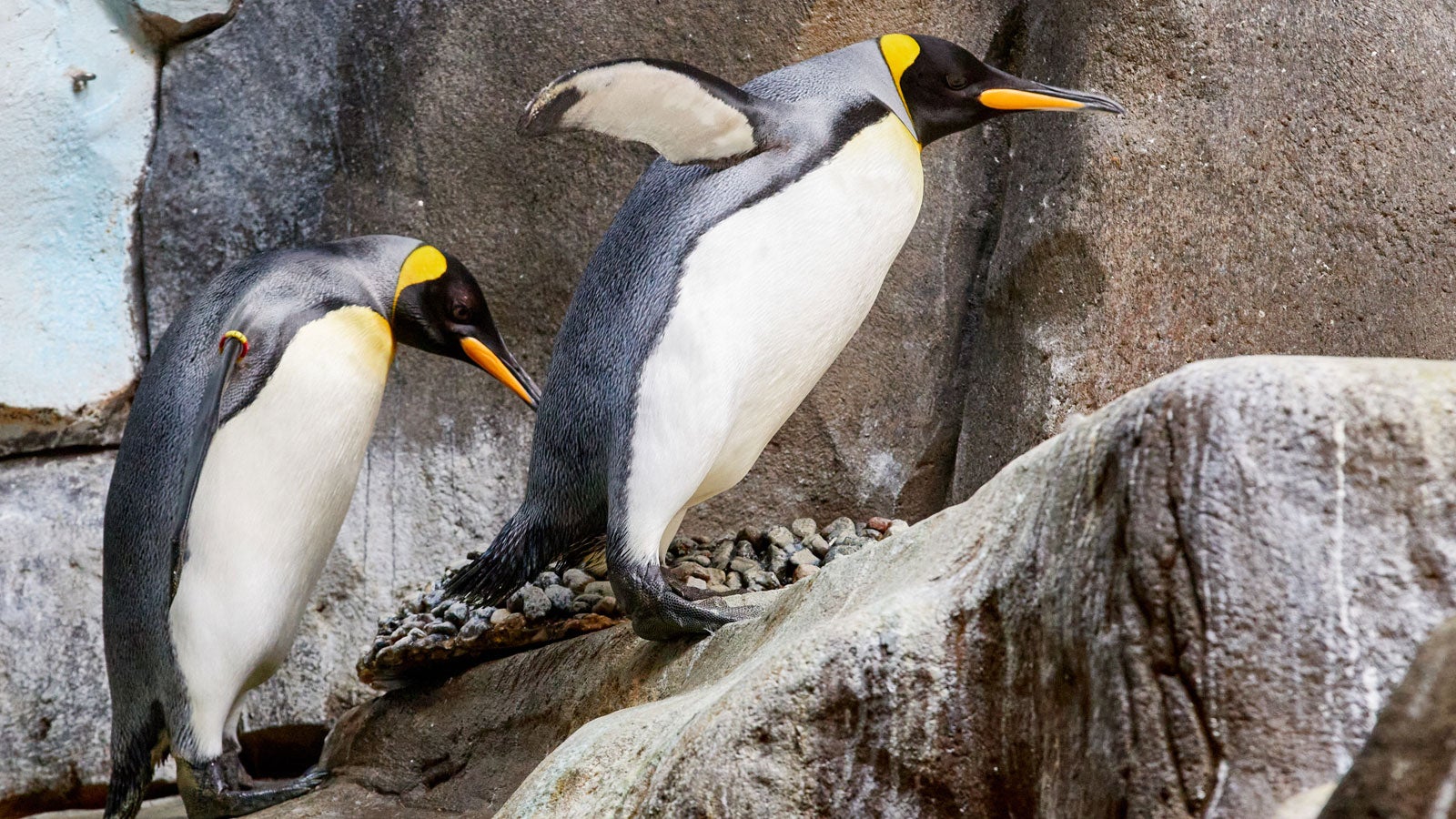 Kotspuren führen Forscher zu neuer Pinguin-Kolonie | Weather.com