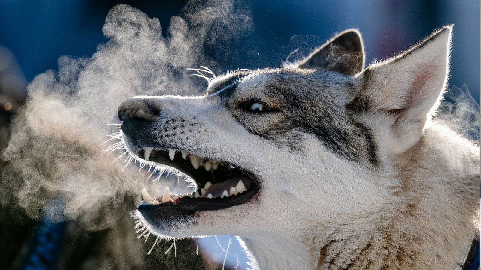 Bedroht: Die Schlittenhunde Grönlands werden immer weniger | Weather.com