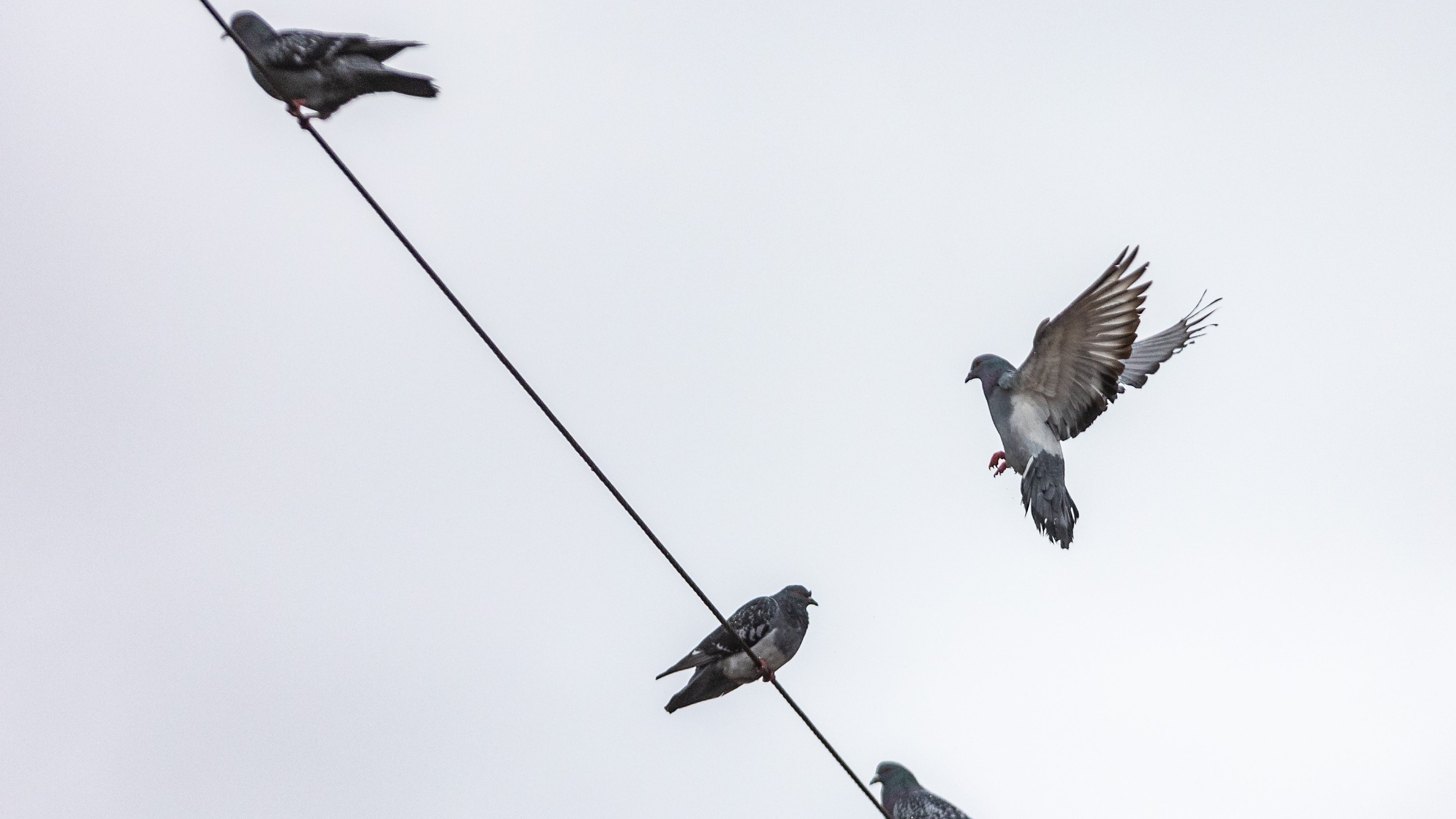Population zu groß: Limburg streitet über Tauben-Tötung | Weather.com