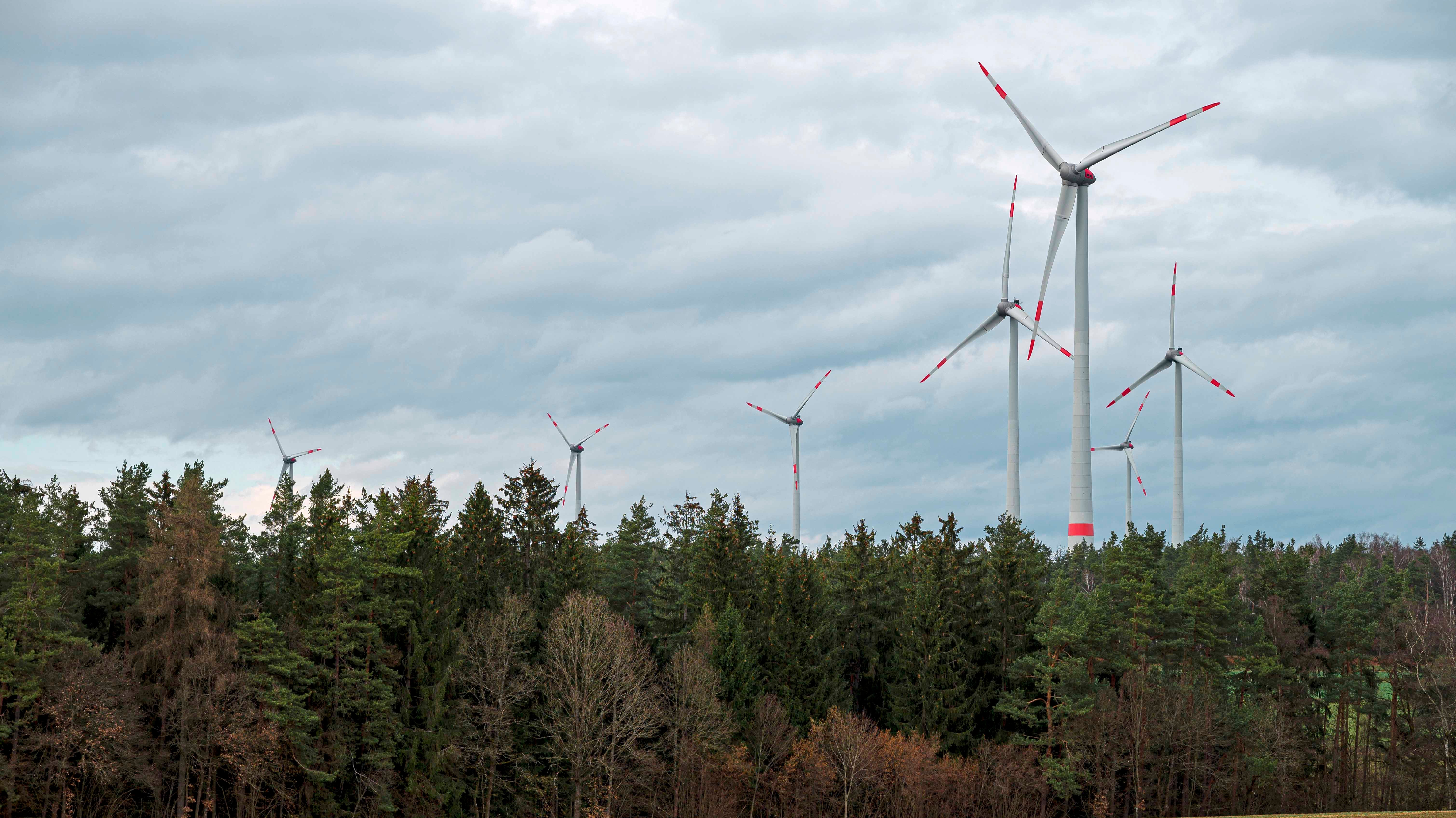 Gefährdet der Ausbau der Windkraft historische Wälder? Davor warnen die ...