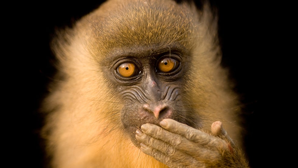 A Race Against Time: Photos Capture Animals Before They Disappear | The ...