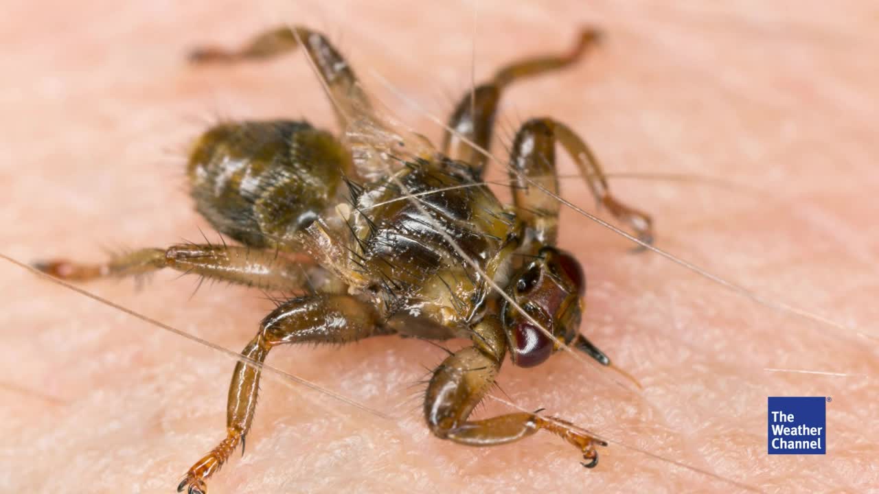 „Fliegende Zecke“: Deswegen sollten Sie sich vor der Hirschlausfliege ...