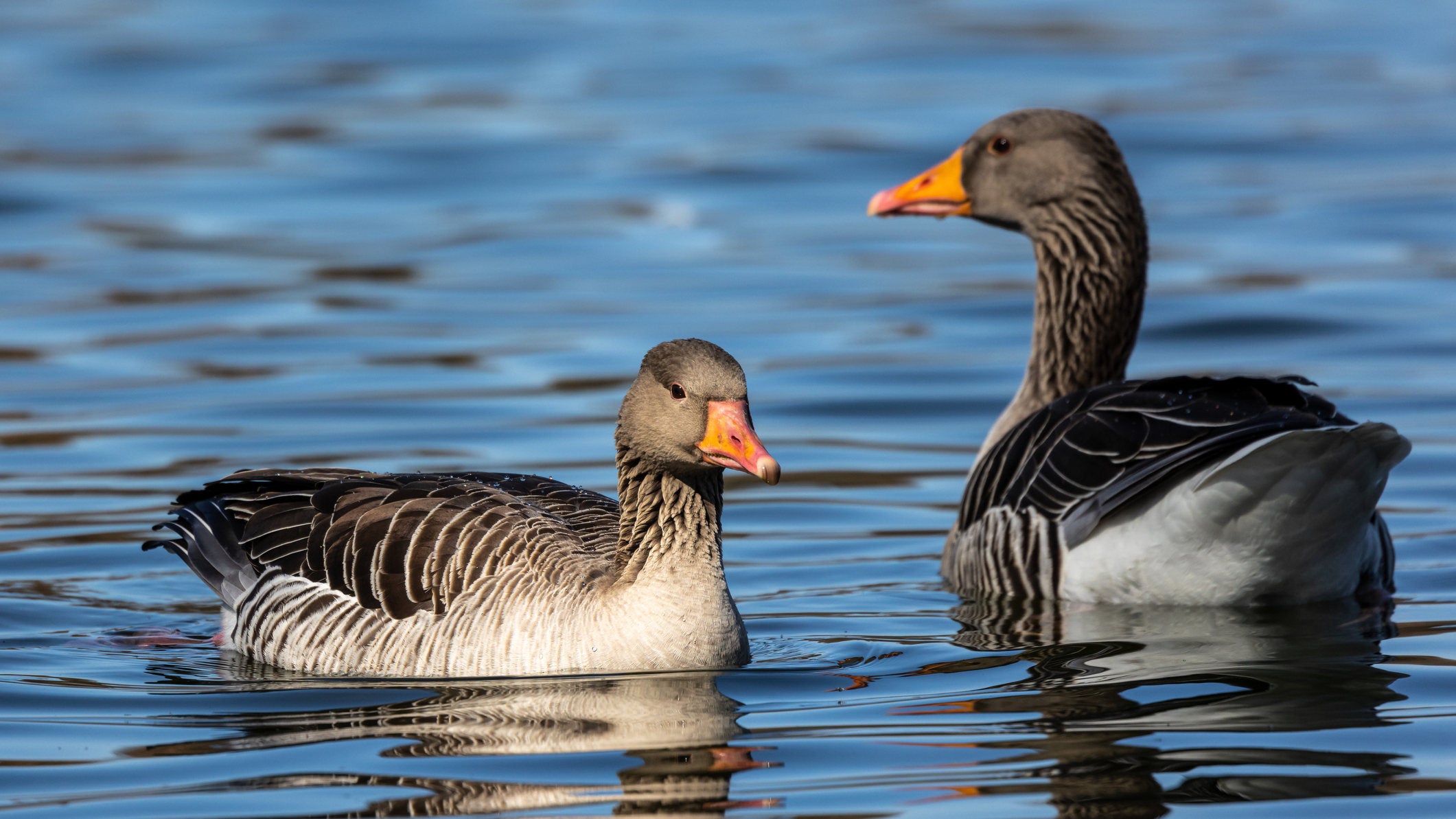 Silvester-Stress hält bei Wildgänsen tagelang an | Weather.com