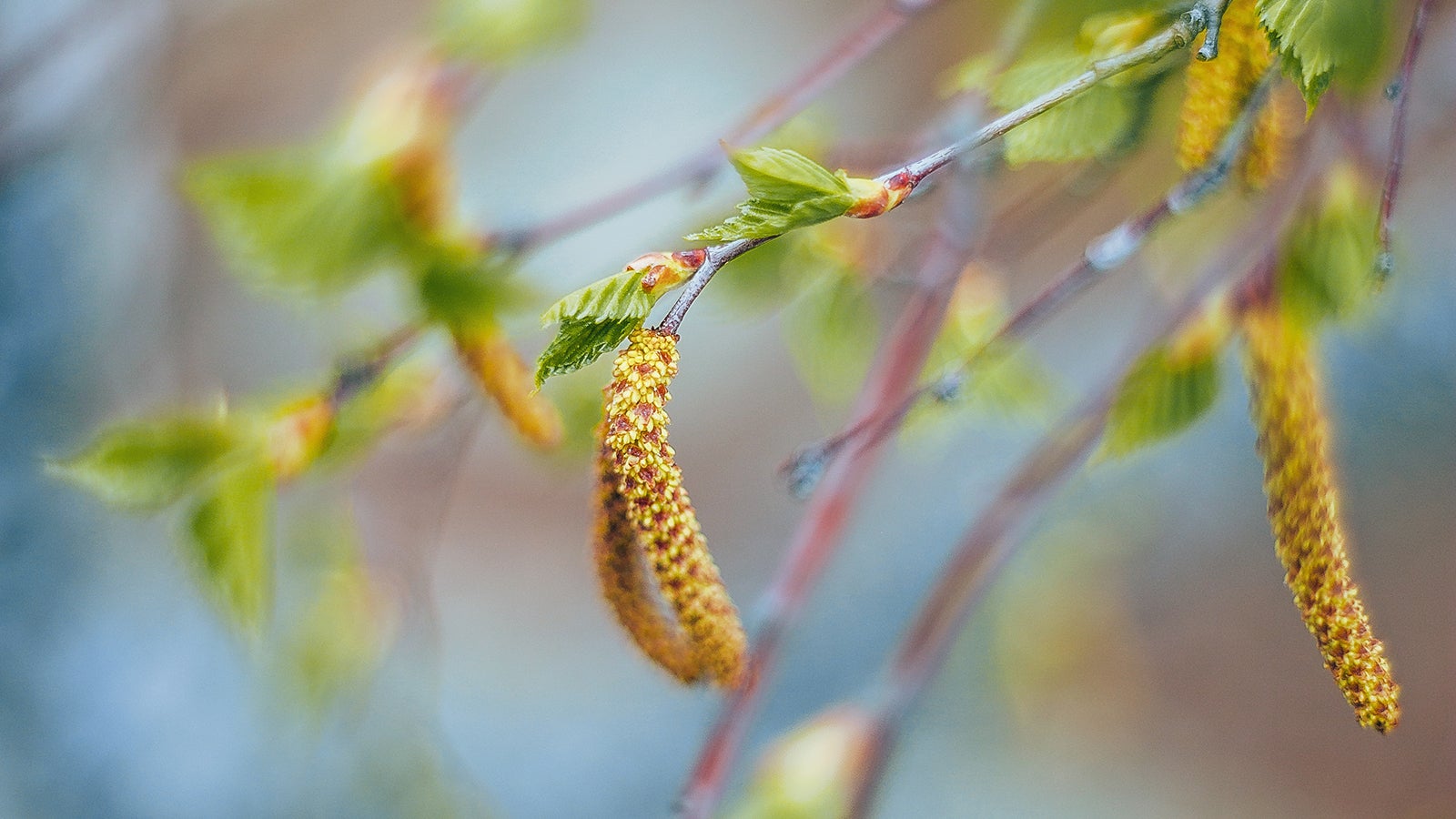 Die Pollen der Birke: Allergie-Risiko mit vielen Symptomen | Weather.com