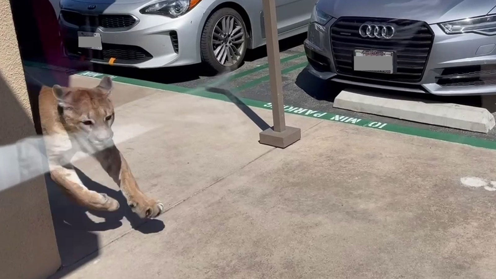 Forscher entdecken seltene Eishaie in der Arktis – Videos von The ...